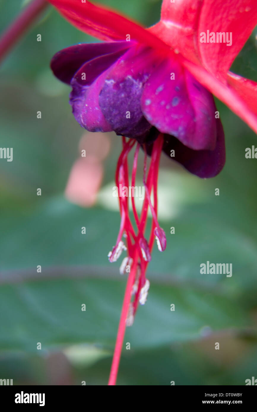 Bush fuschia hi-res stock photography and images - Alamy