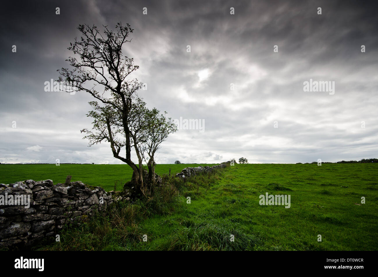 Windblown tree growing out of a wall under a stormy sky Stock Photo - Alamy