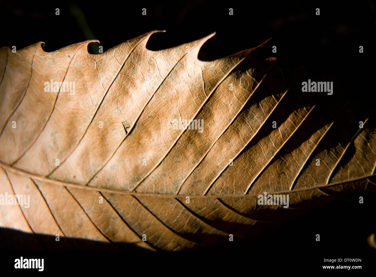 Toothed leaf edge hi-res stock photography and images - Alamy