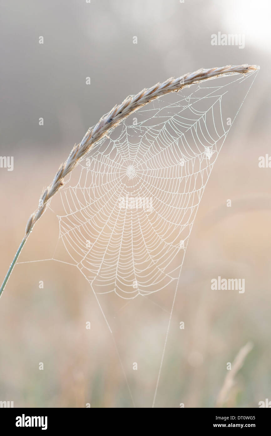 Wet spider net hi-res stock photography and images - Alamy