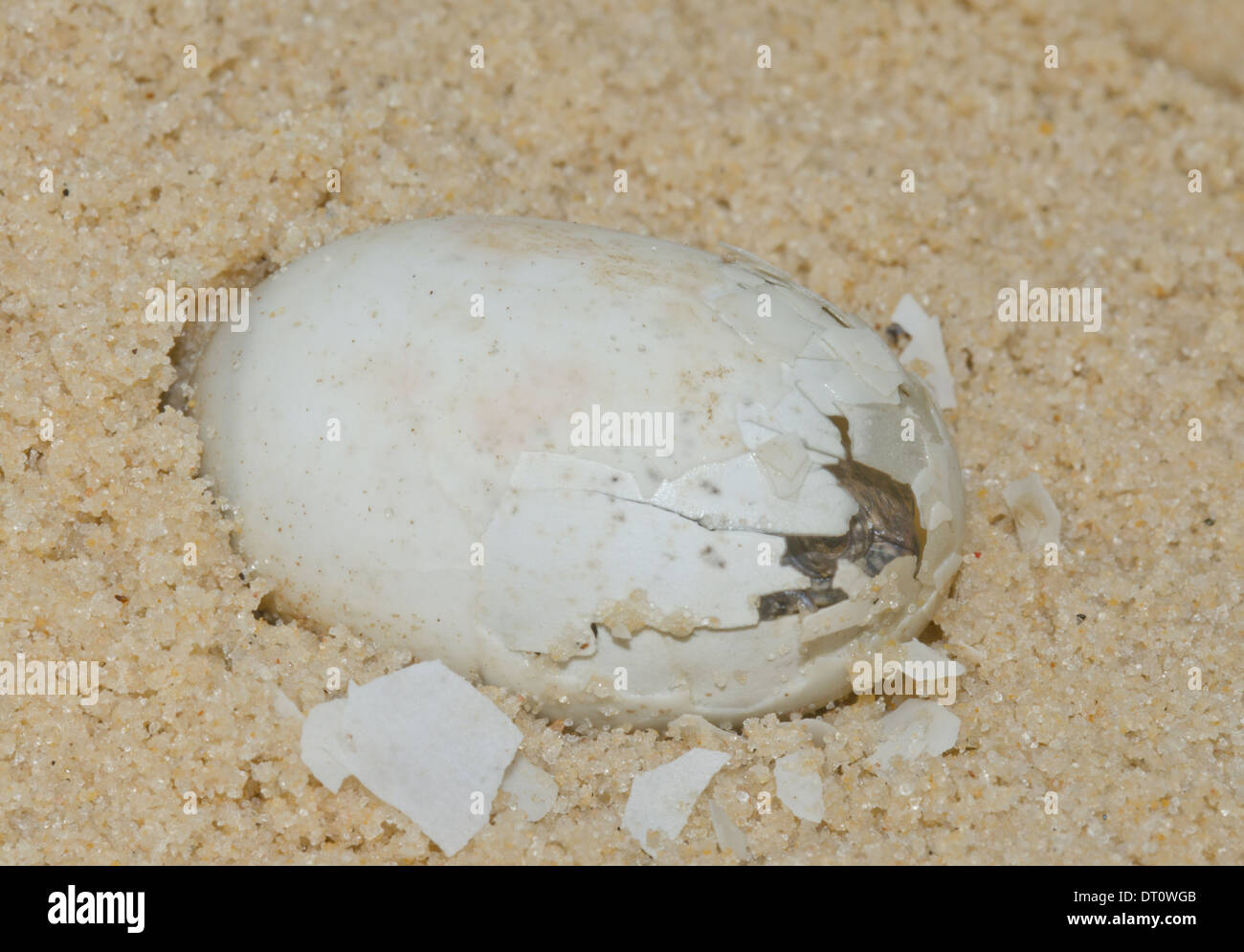 Turtle egg hatching hi-res stock photography and images - Alamy
