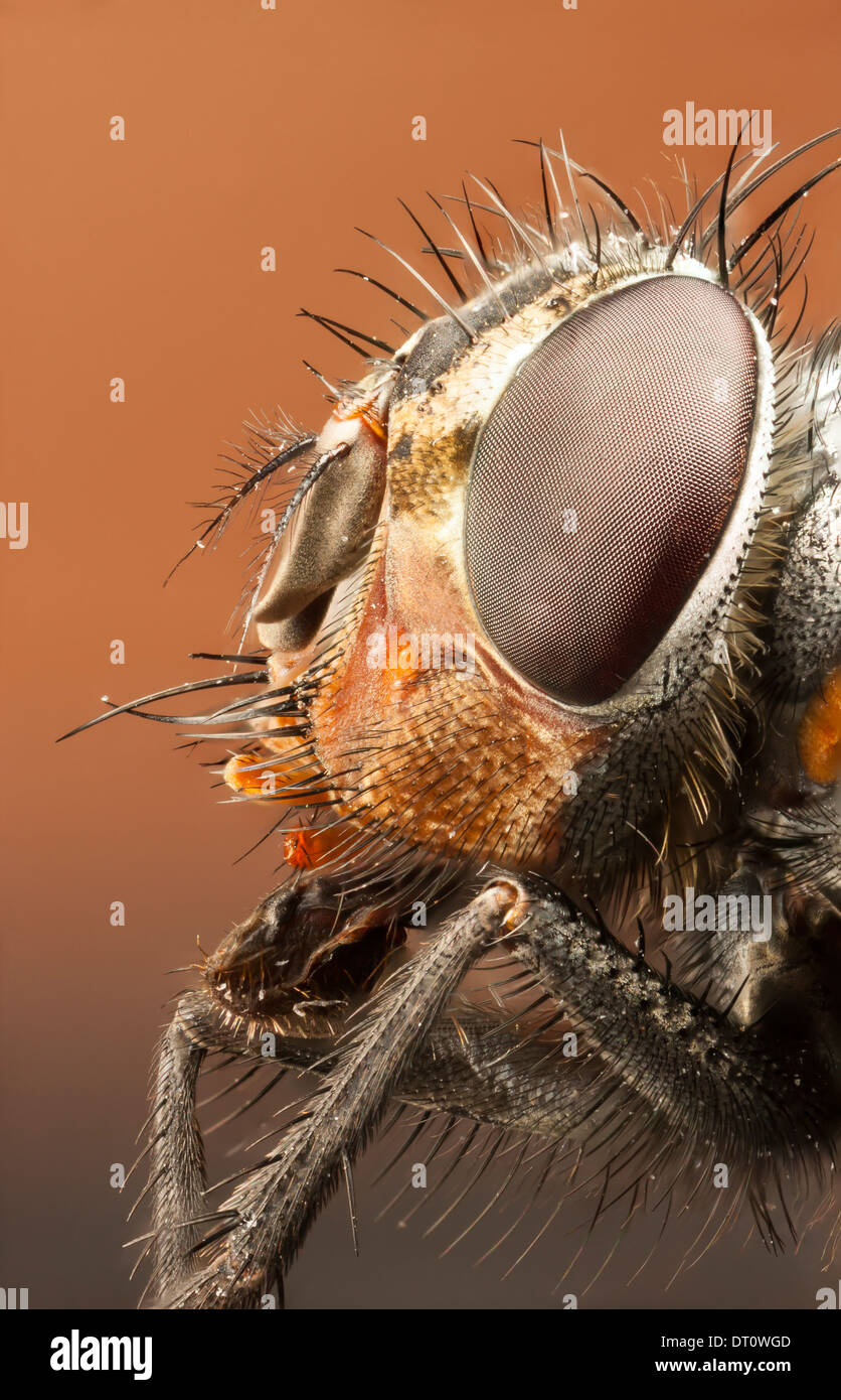 Drone fly insect hi-res stock photography and images - Alamy