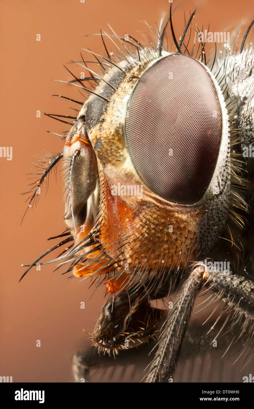 Closeup eye hi-res stock photography and images - Alamy