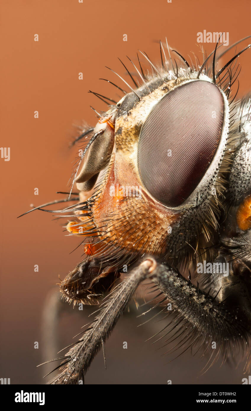 Extreme closeup of a drone-fly's head Stock Photo - Alamy