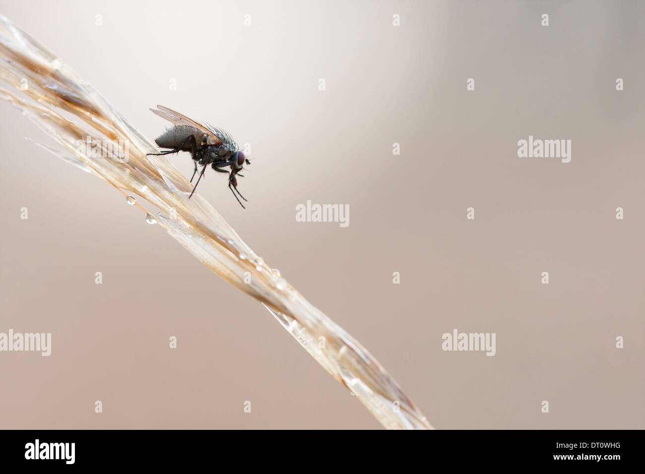 Blade of straw hi-res stock photography and images - Alamy