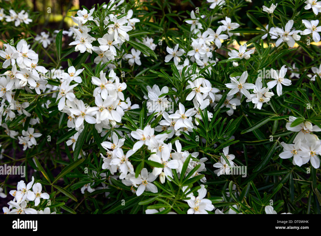 Choisya Ternata Shrub Hi res Stock Photography And Images Alamy Choisya Ternata Shrub Hi res Stock Photography And Images Alamy