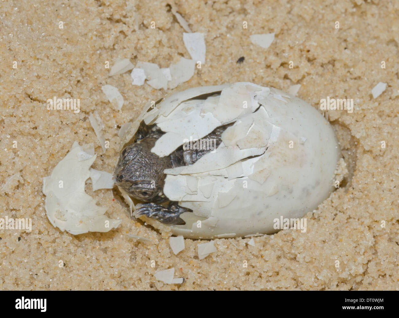 European Pond Tortoise Hatching from Egg (Emys orbicularis) Sequence 6 ...