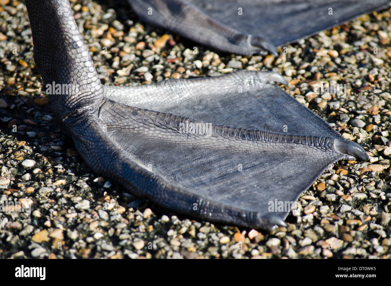Swan foot hi-res stock photography and images - Alamy