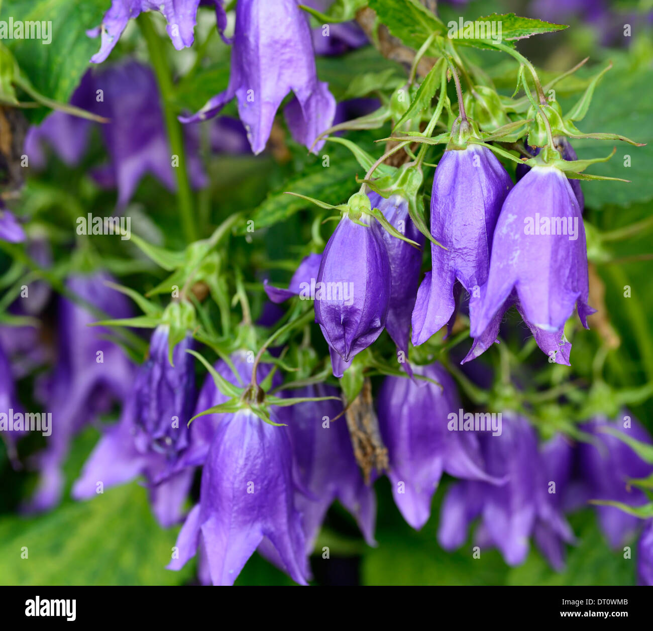 campanula punctata x trachelium sarastro flowers flowering blooms ...