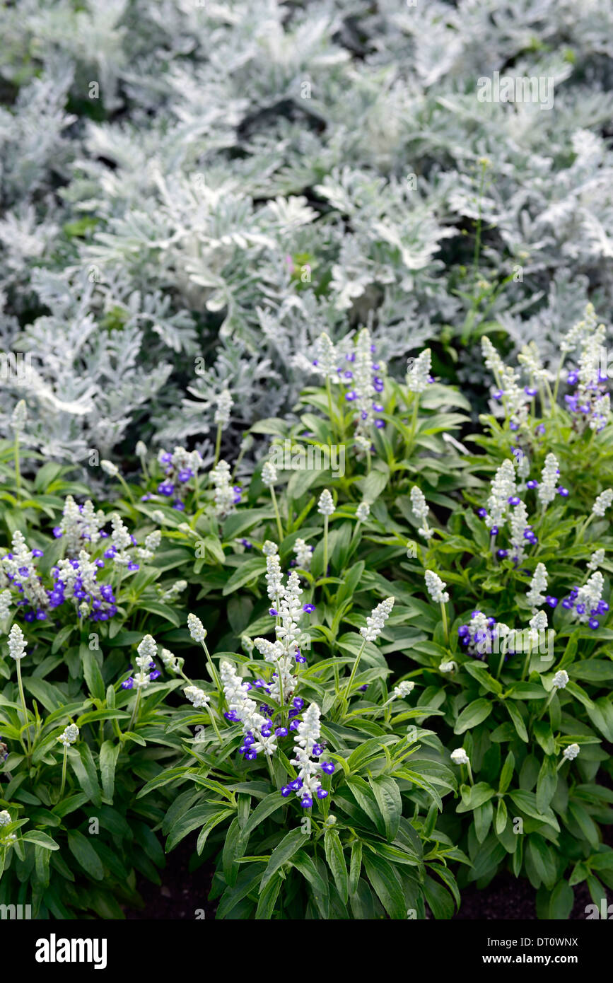 Cineraria silver dust salvia strata silver blue flowers flowering ...