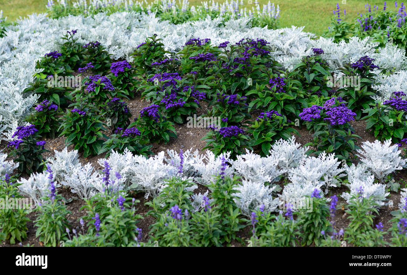 Silver blue flowers hi-res stock photography and images - Alamy