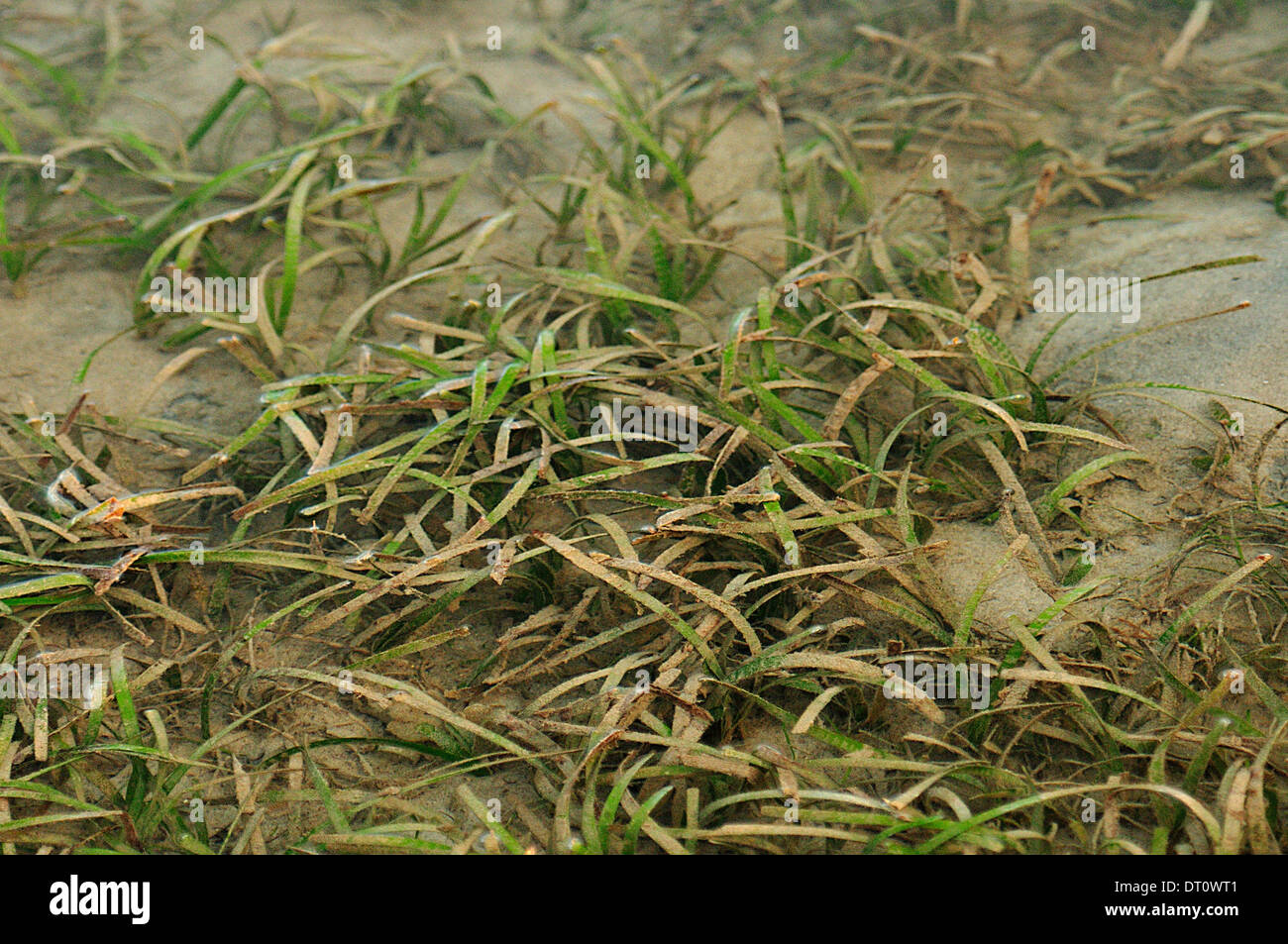 Cymodocea hi-res stock photography and images - Alamy