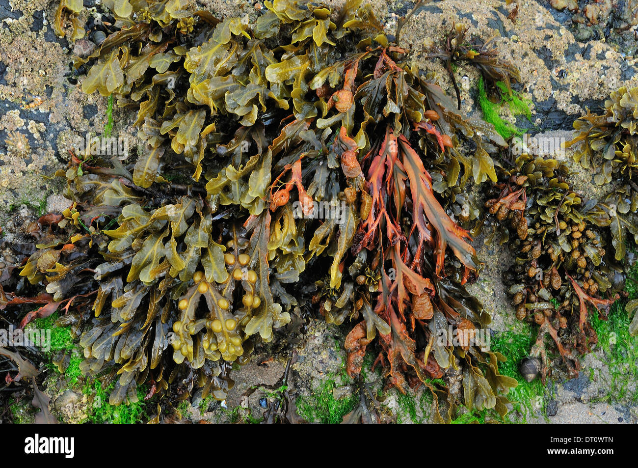 Bladder wrack or bladderwrack brown alga Fucus vesicolosus, Fucaceae ...