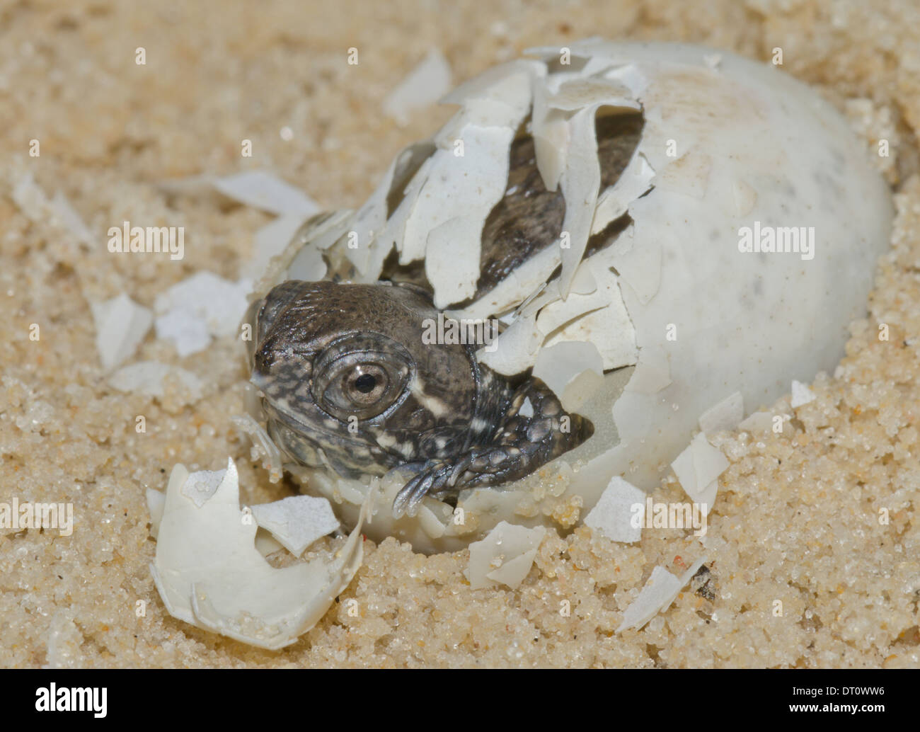 European Pond Tortoise Hatching from Egg (Emys orbicularis) Sequence 9 ...