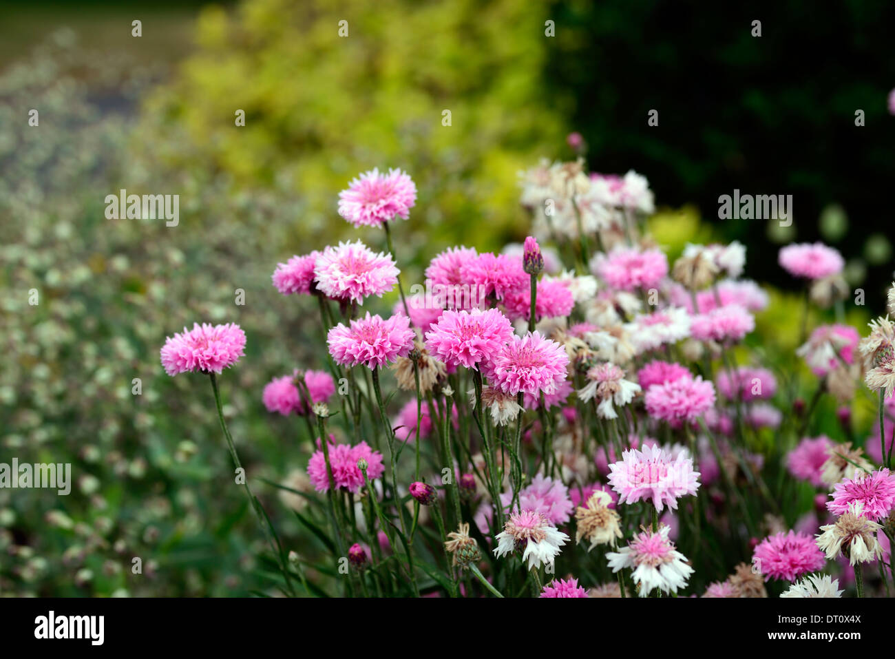 Centaurea cyanus cornflower pinkie Double Cornflower Bachelors Button ...