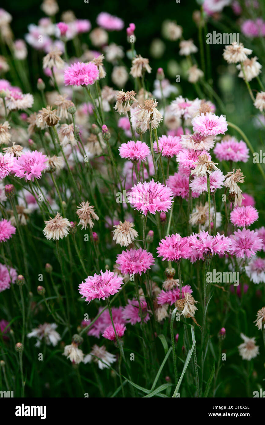 Centaurea cyanus cornflower pinkie Double Cornflower Bachelors Button ...