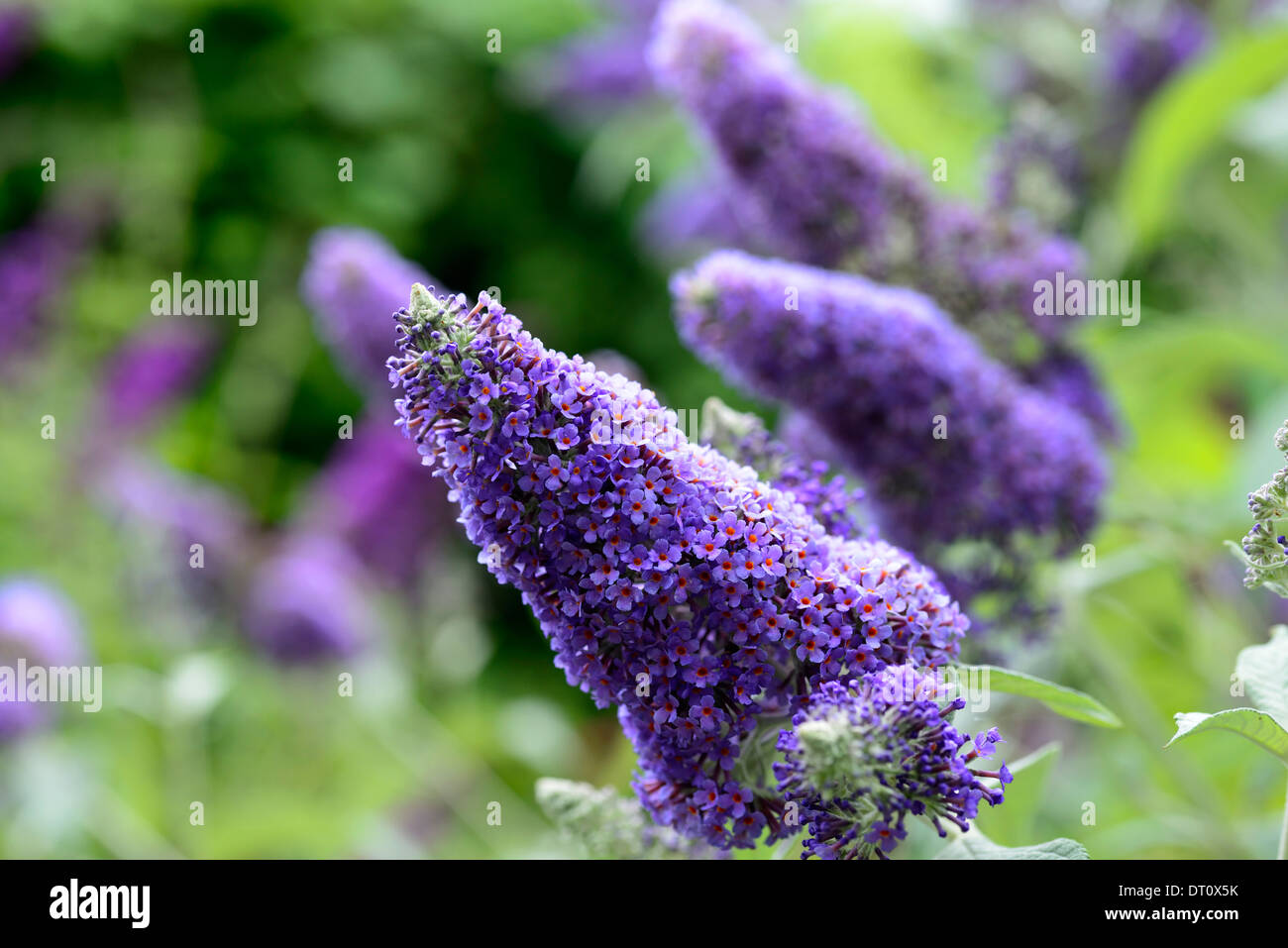 Buddleja hi-res stock photography and images - Alamy