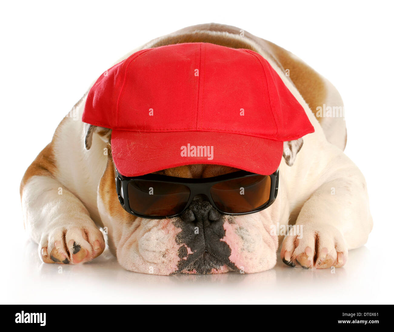 english bulldog wearing sunglasses and red hat with reflection on white ...