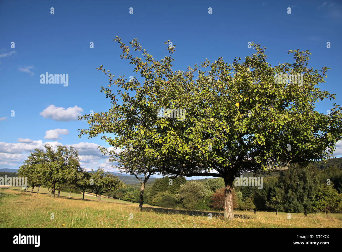 Old fruit tree in Orchard in summer time in Germany Stock Photo - Alamy