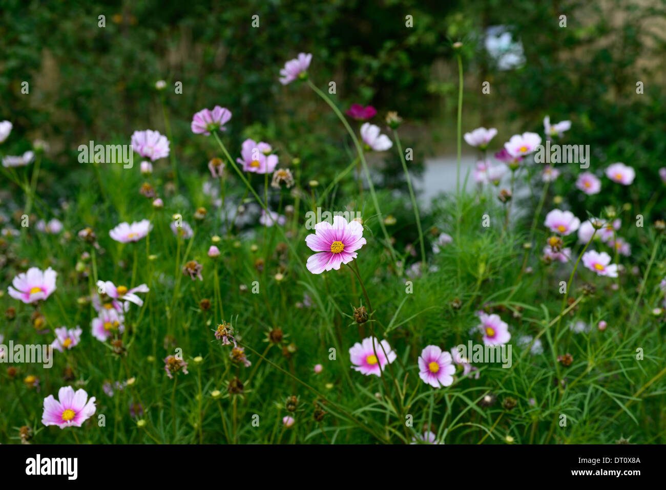 cosmos sea shell mixed pink white flower flowers display annual annuals ...