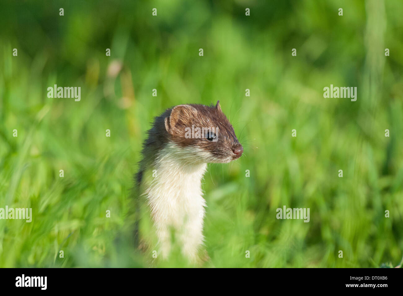Common Stoat Mustela erminea Stock Photo - Alamy