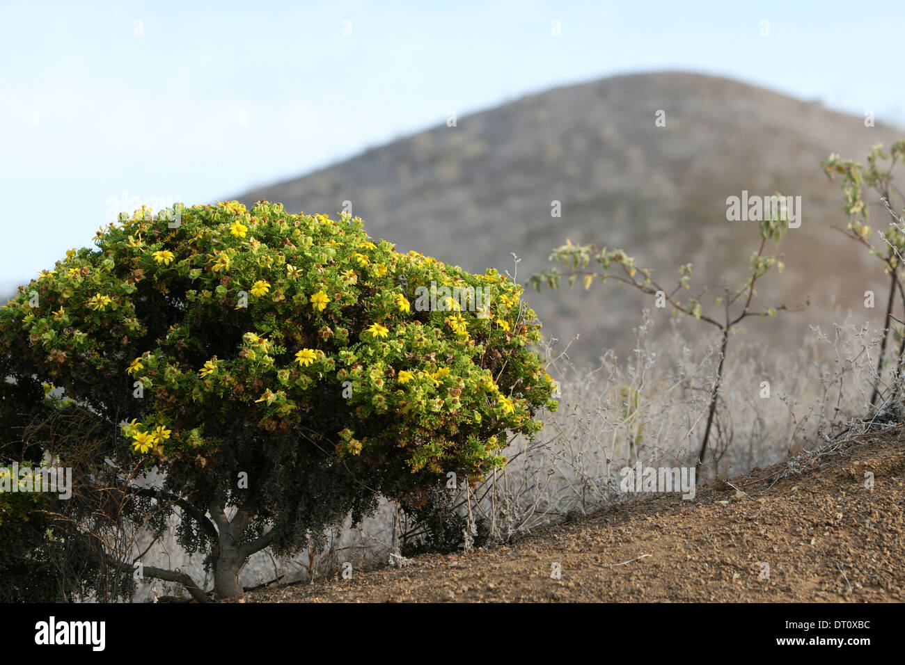 Galapagos landscape hi-res stock photography and images - Alamy