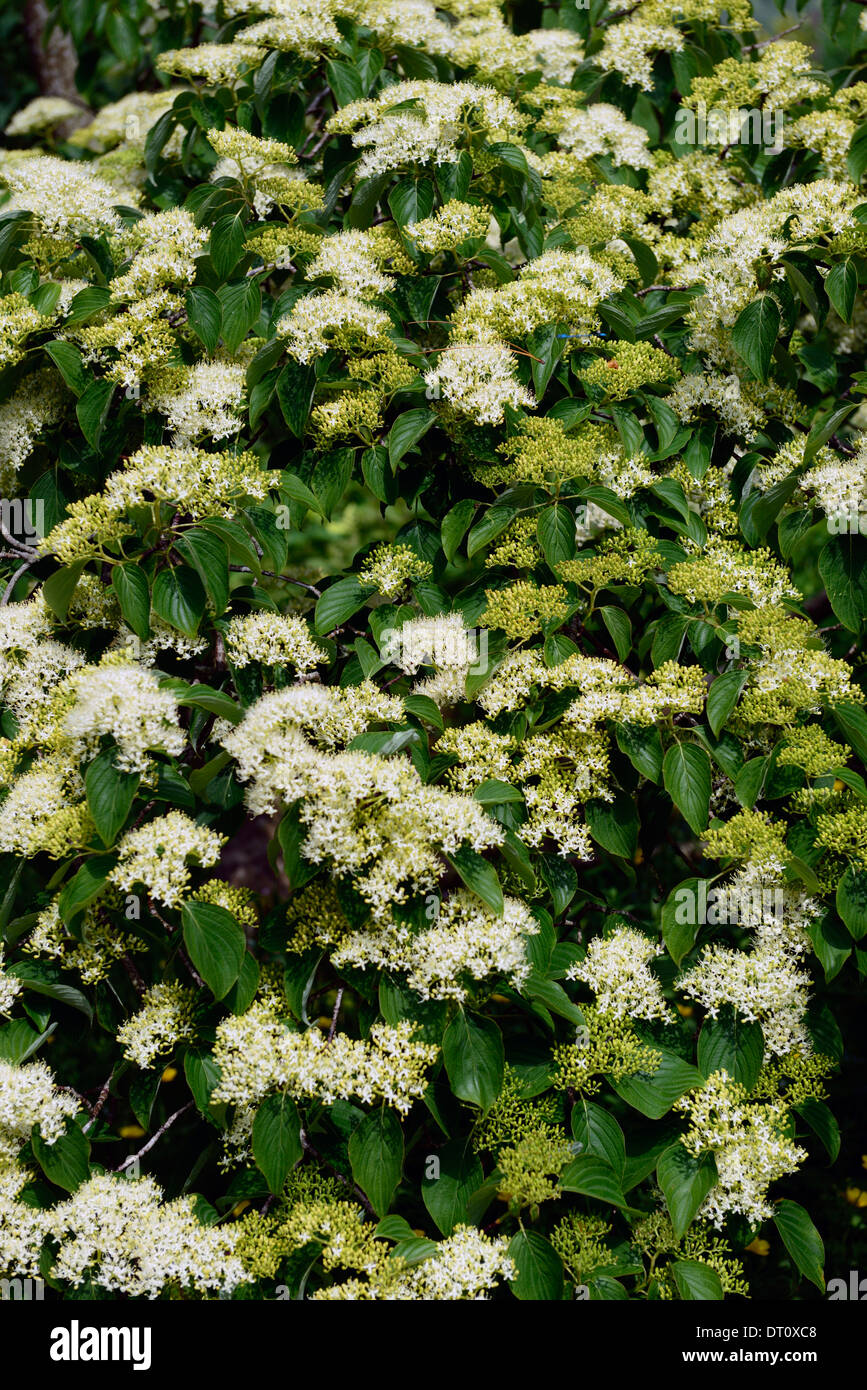 cornus controversa white flowers flowering spring dogwoods shrubs ...