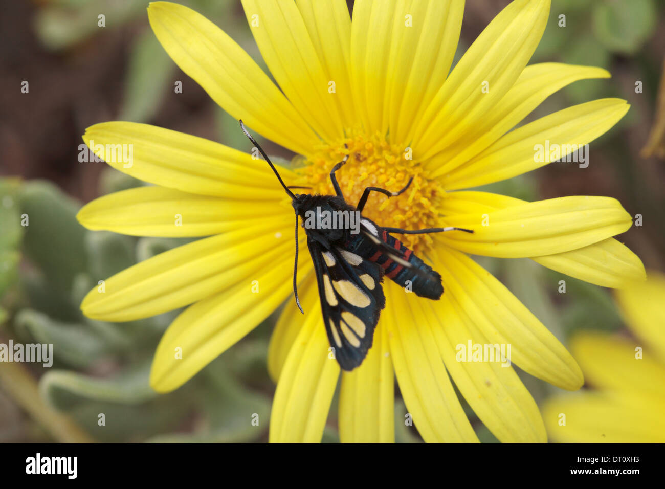 African moth hi-res stock photography and images - Alamy
