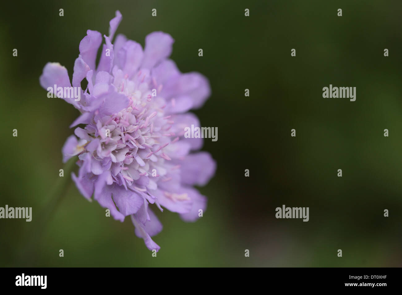 Indigenous flowers hi-res stock photography and images - Alamy