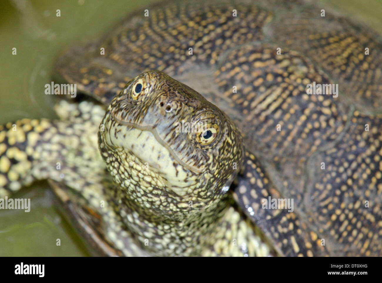 European Pond Tortoise Male Close-up (Emys orbicularis Stock Photo - Alamy