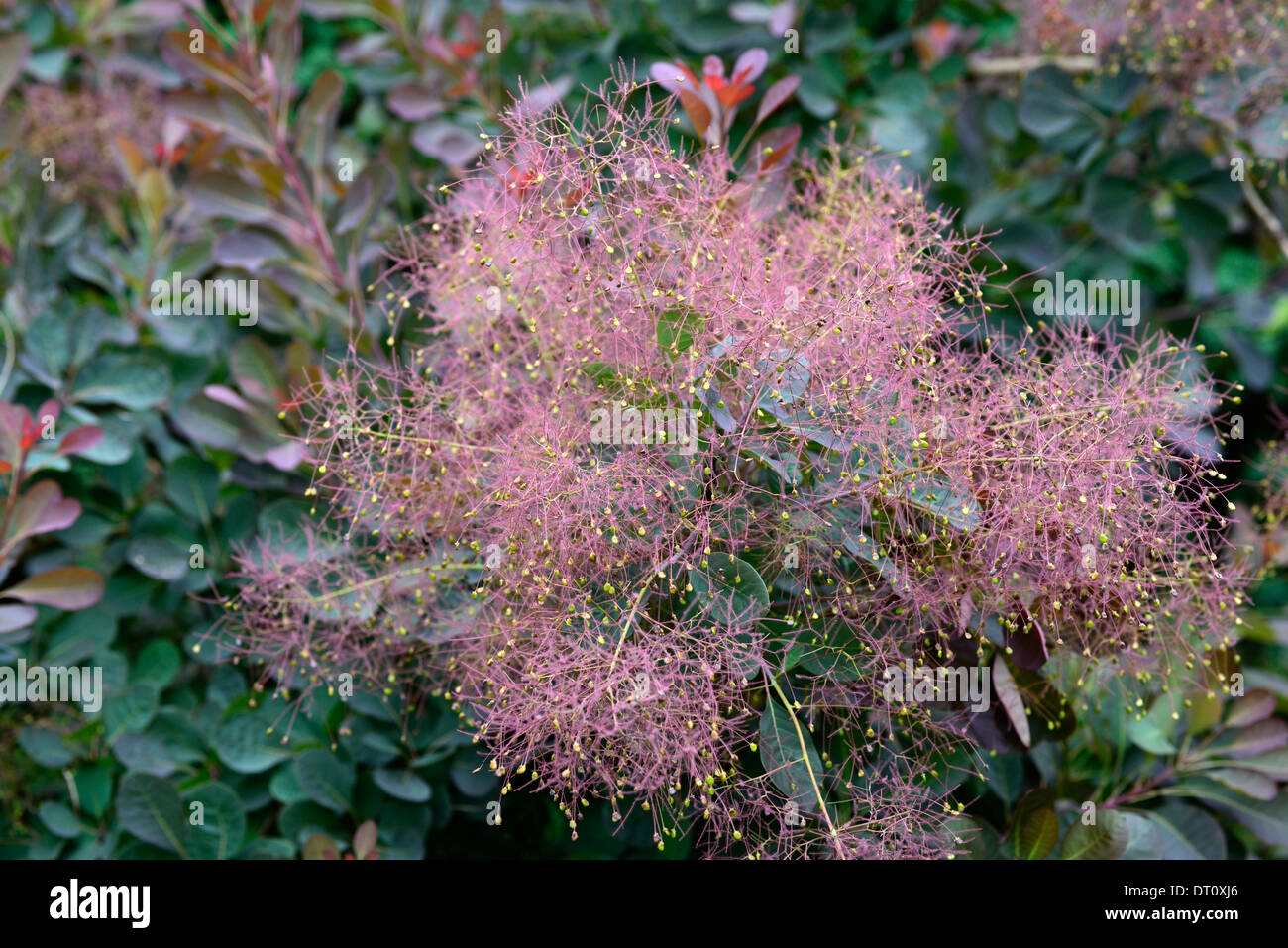 cotinus smoke bush flower spray fins small flowers dark leaves foliage ...