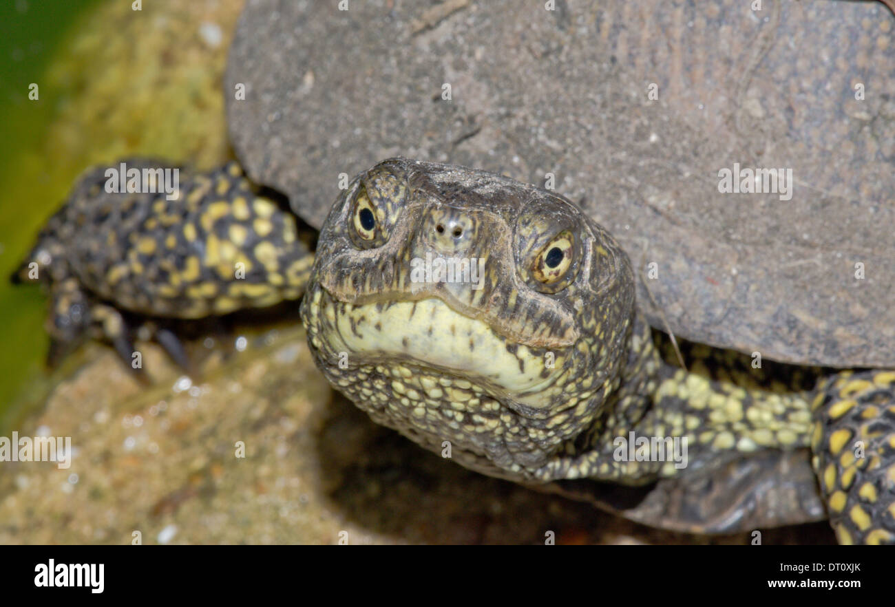 European Pond Tortoise Male Close-up (Emys orbicularis Stock Photo - Alamy
