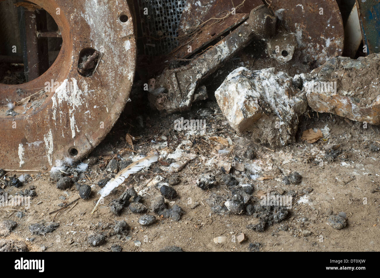 Owl pellets hi-res stock photography and images - Alamy