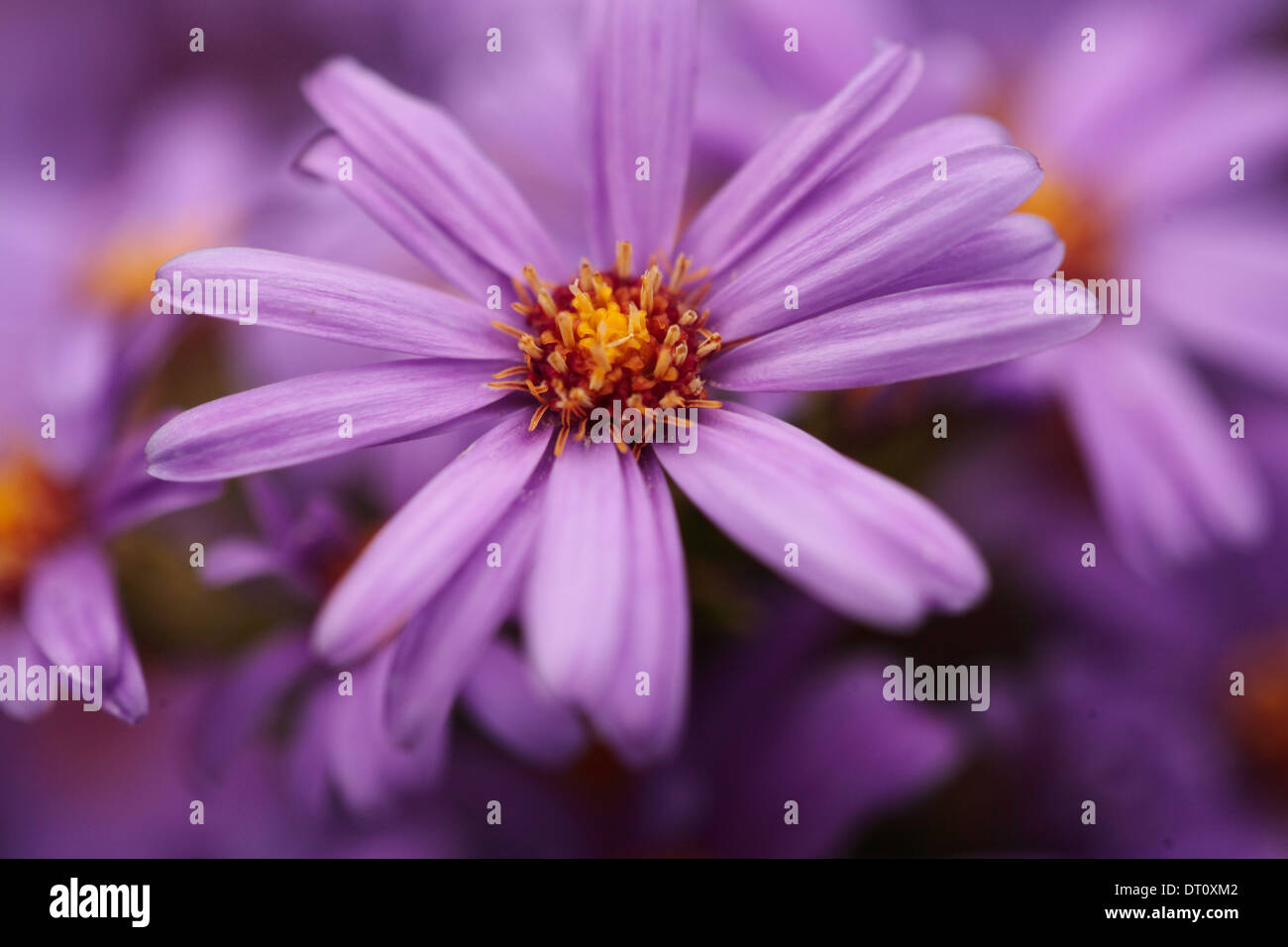 Indigenous South African fynbos species in bloom Stock Photo - Alamy