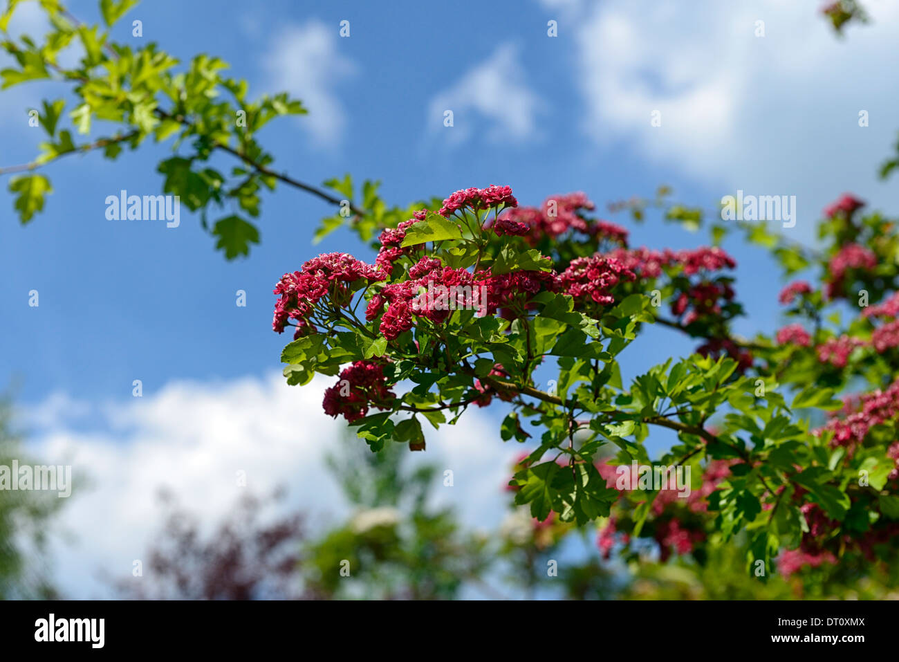Hawthorn trees hi-res stock photography and images - Alamy