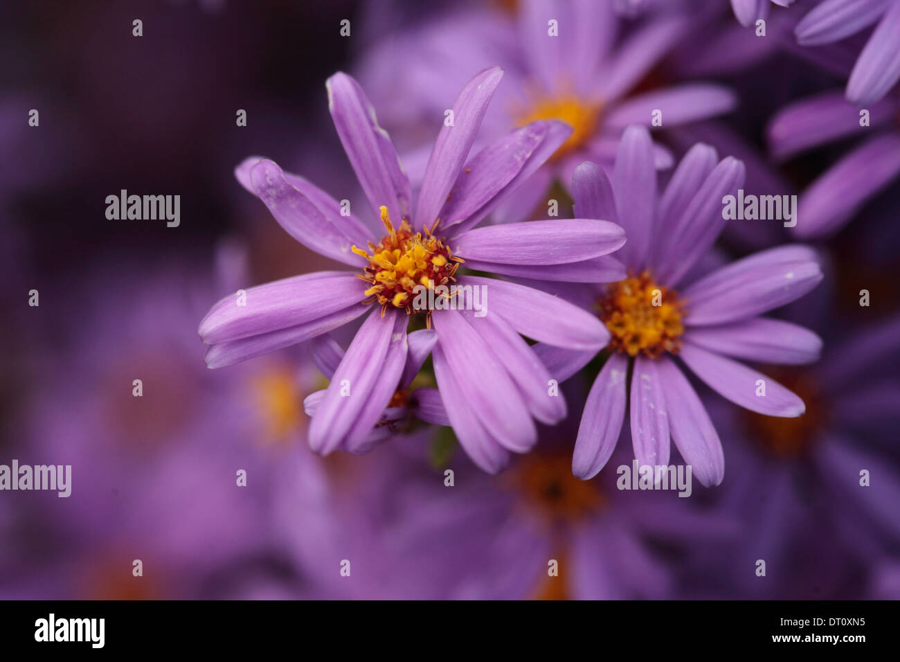 Indigenous South African fynbos species in bloom Stock Photo - Alamy