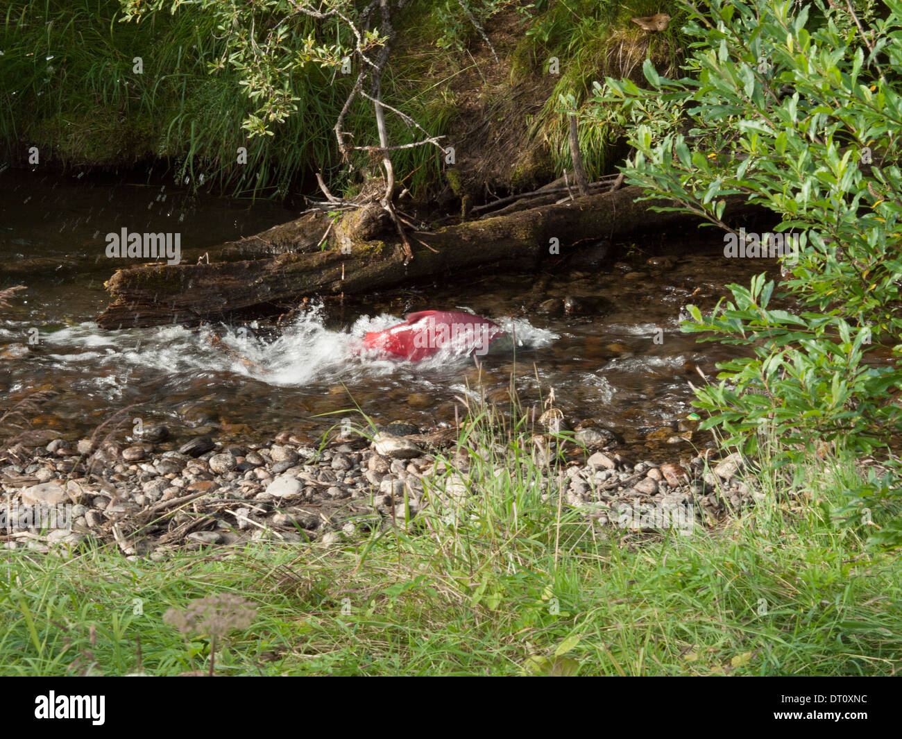 Alaska wild and natural Stock Photo - Alamy