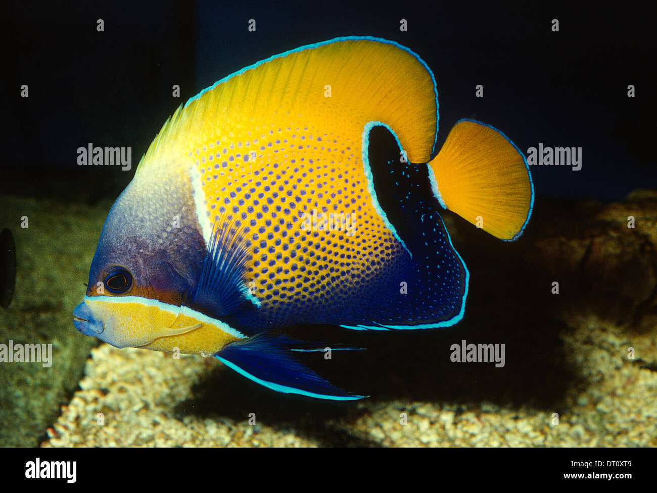 Blue Girdled Angelfish Pomacanthus navarchus Pomacanthidae, Indo ...
