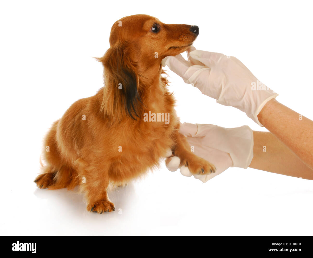 veterinary care - veterinarian doing exam on miniature dachshund on ...