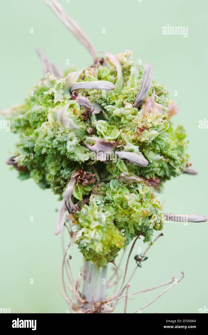 Abnormal growth due to aloe mite infestation (aloe cancer) on the ...