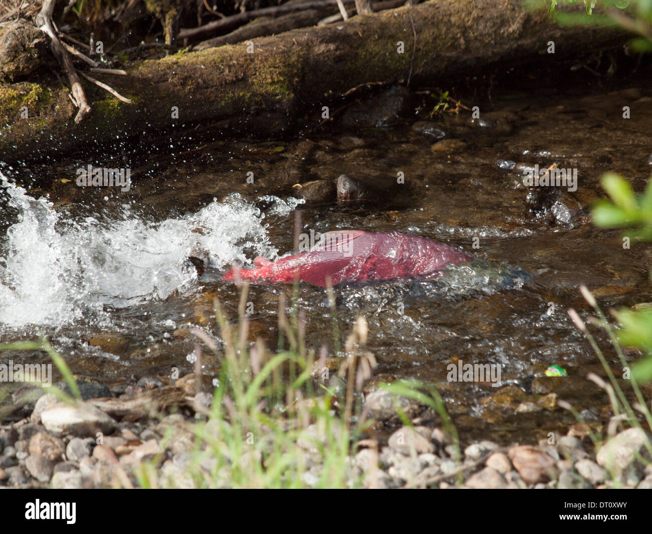 Alaska wild and natural Stock Photo - Alamy