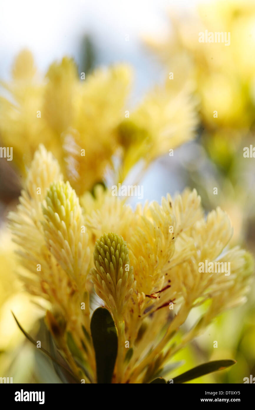 Indigenous South African fynbos species in bloom Stock Photo - Alamy