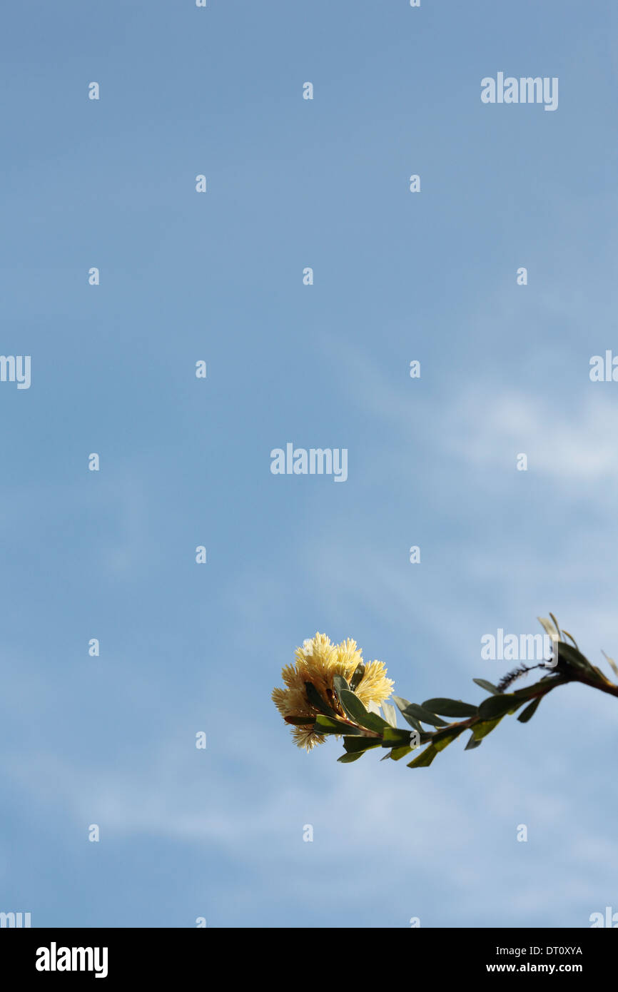 Indigenous South African fynbos species in bloom Stock Photo - Alamy