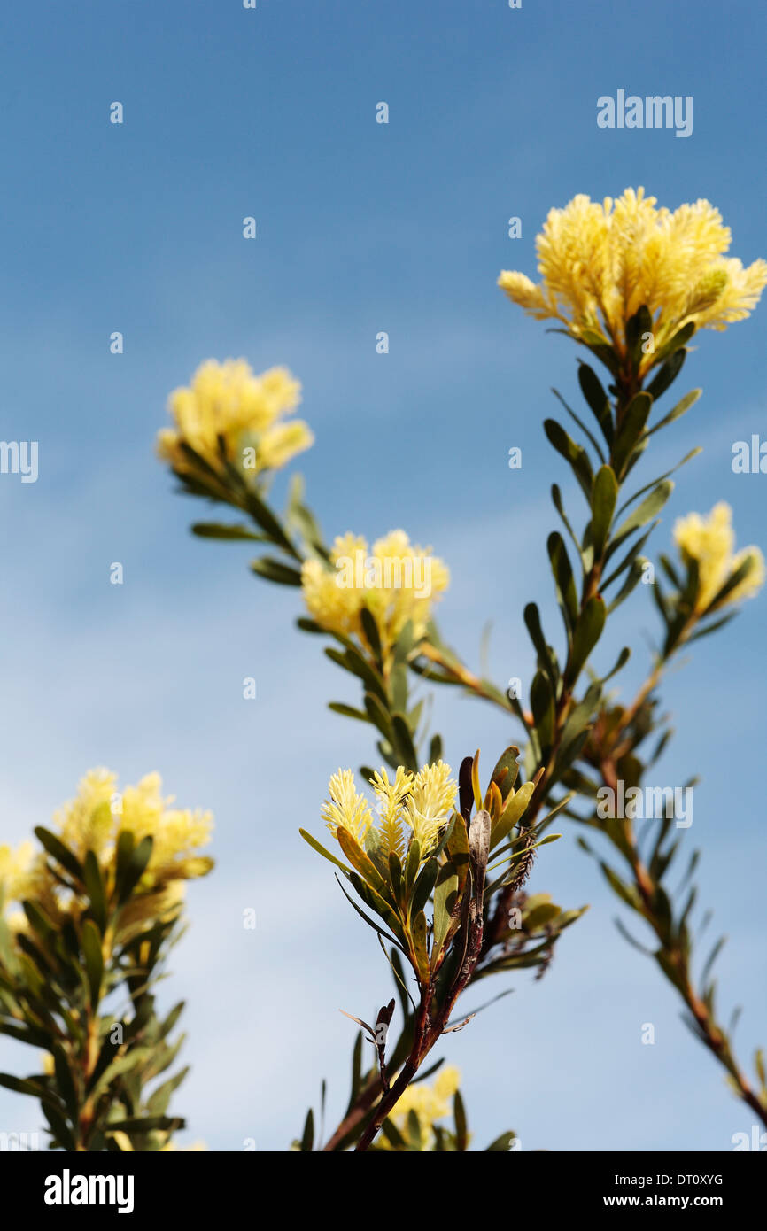 Indigenous South African fynbos species in bloom Stock Photo - Alamy
