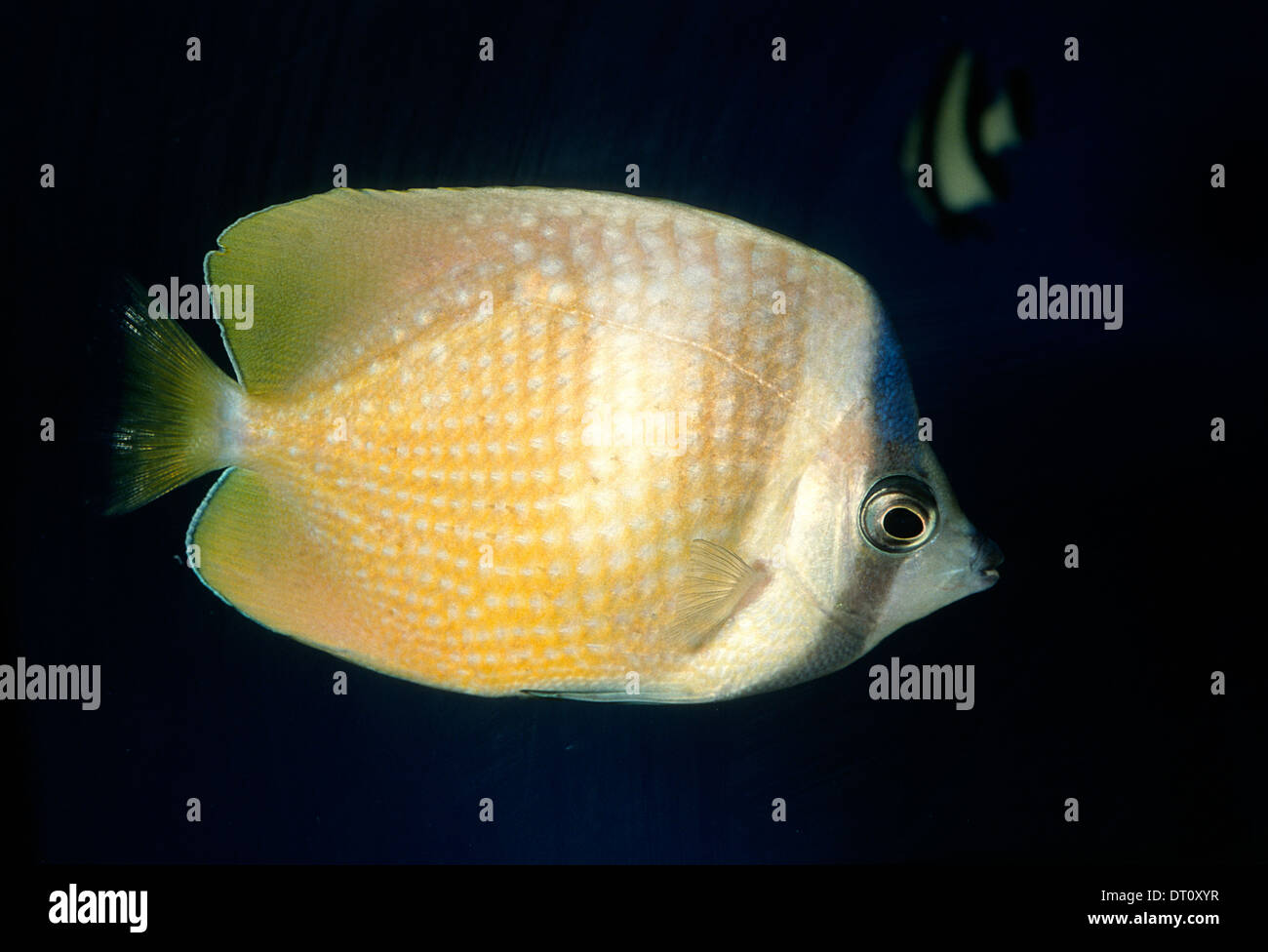 Sunburst Butterflyfish or Black-lipped Butterflyfish Chaetodon kleinii ...
