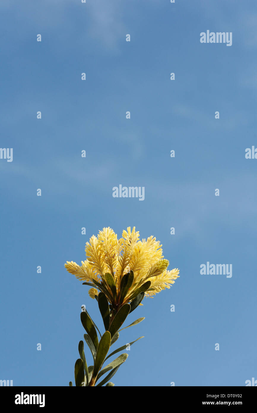 Indigenous species hi-res stock photography and images - Alamy