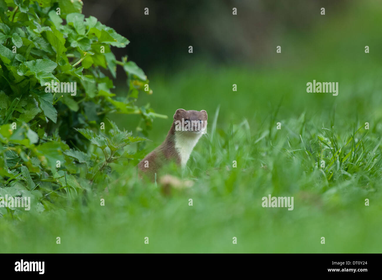 Common Stoat Mustela erminea Stock Photo - Alamy