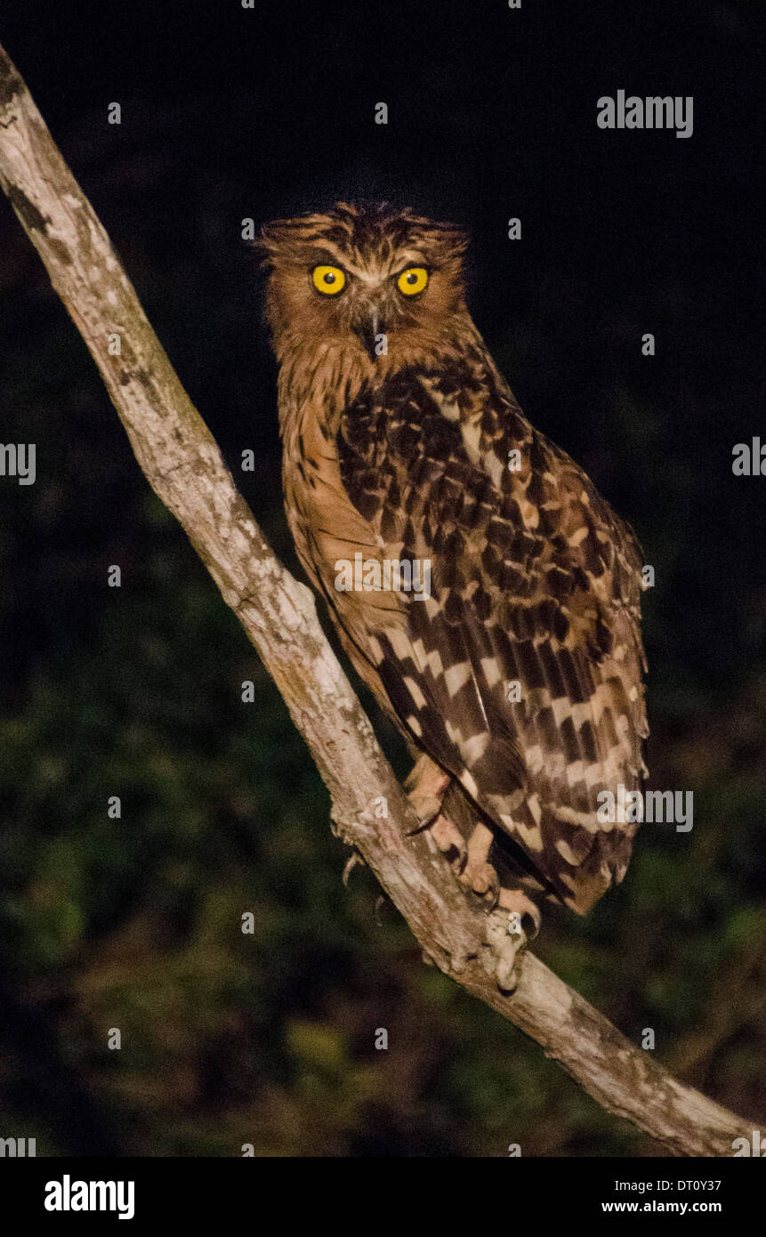 Owl, Kinabatangan, Borneo, Sabah Stock Photo - Alamy