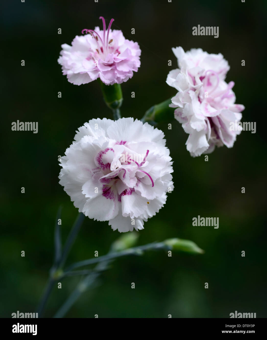 Grans favourite pink hi-res stock photography and images - Alamy