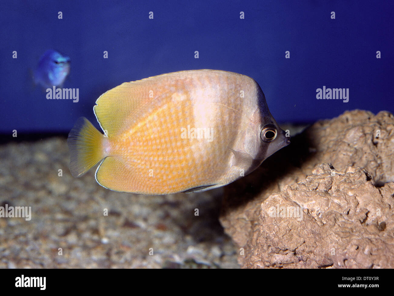 Sunburst Butterflyfish or Black-lipped Butterflyfish Chaetodon kleinii ...